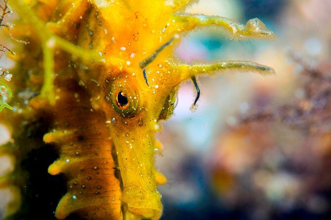 Scuba diving in Calabria, Italy - Key Points