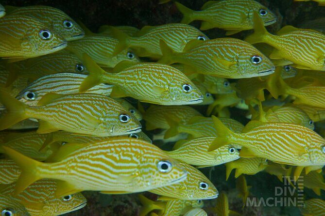 Scuba Diving in Cozumel or Playa del Carmen with Certificates - Introduction: What’s on Offer?