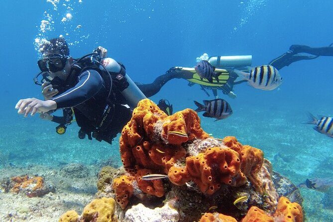 Scuba Diving in Cozumel or Playa del Carmen with Certificates - The Itinerary: What’s in Store?