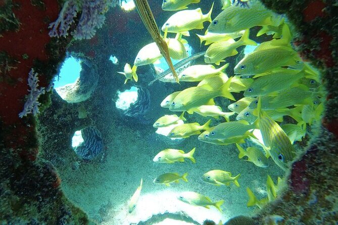 Scuba Diving in Cozumel or Playa del Carmen with Certificates - What Do the Reviews Say?