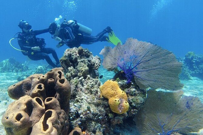 Scuba Diving in Cozumel or Playa del Carmen with Certificates - Who Should Consider This Tour?