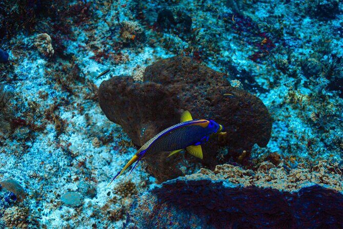 Scuba Diving in Cozumel or Playa del Carmen with Certificates - The Sum Up