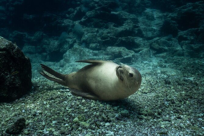 Scuba Diving in La Paz Private Tour - An In-Depth Look at the Scuba Diving in La Paz Private Tour