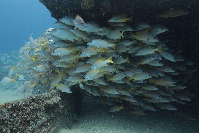 Scuba Diving in La Paz Private Tour - Key Points