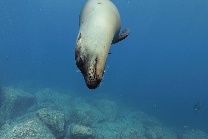 Scuba Diving in La Paz Private Tour - Final Thoughts: Is It Worth It?