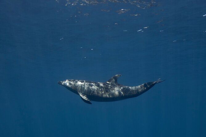 Scuba Diving in La Paz Private Tour - FAQ