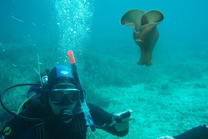 Scuba Diving in Naxos by Bluefindivers - Dive in Greece - Amazing Diving Spots - Final Thoughts