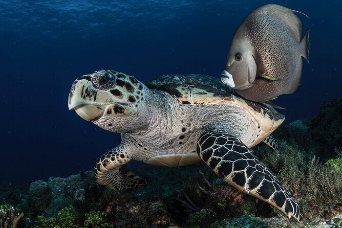 Scuba Diving in Playa del Carmen for Small Groups - Final Thoughts