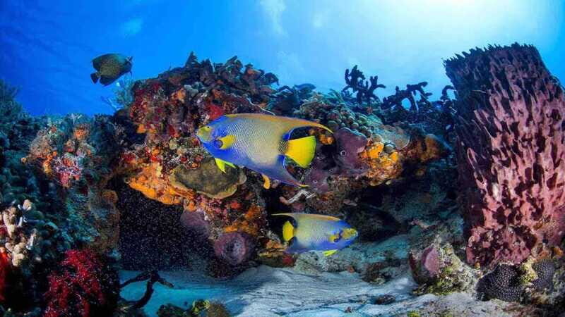 Scuba Diving Playa del Carmen: PADI Open Water Certification - Introducing the Playa del Carmen PADI Open Water Certification Experience