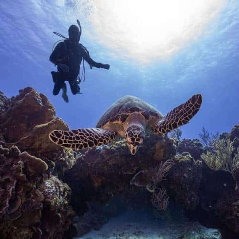 Scuba Diving Playa del Carmen: PADI Open Water Certification - Key Points