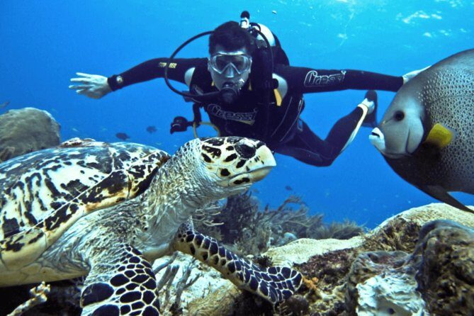 Scuba Diving Tour - The Experience at a Glance