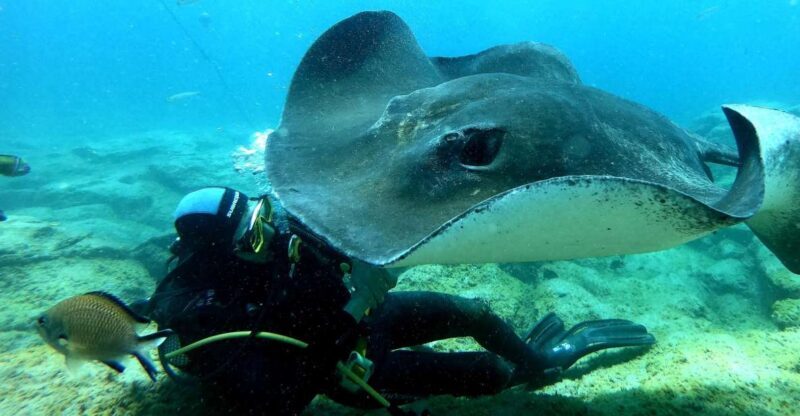 Scuba Diving trips for Certified Divers in Tenerife - The Night Dive Experience