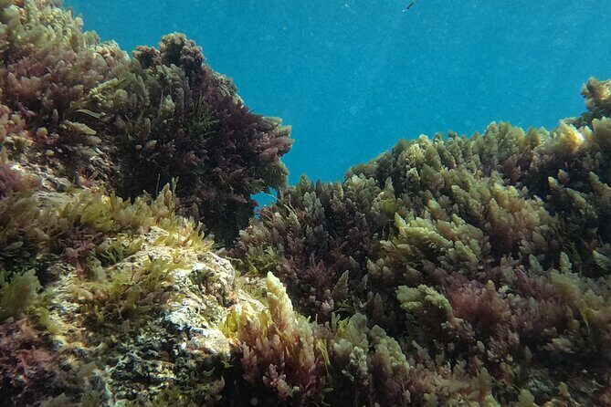 Scuba Diving try dive in Fuerteventura - Who Is This Tour Best Suited For?