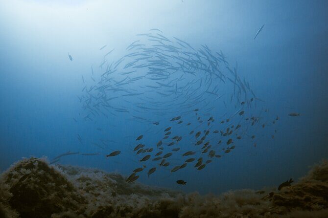 Scuba Diving try dive in Fuerteventura - The Sum Up