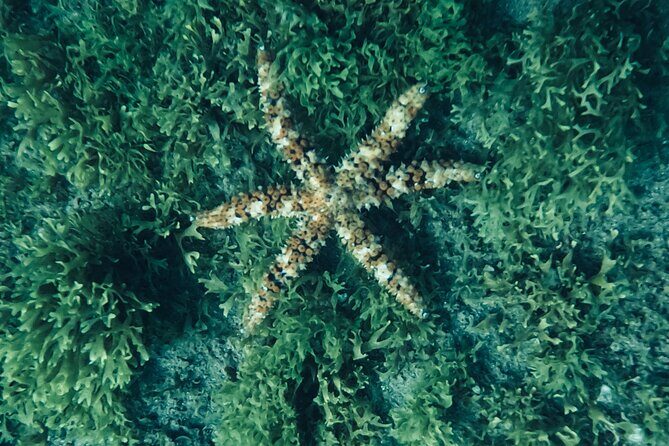 Scuba Diving try dive in Fuerteventura - FAQs