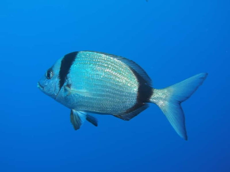 Scuba Diving - Tunnels & Caves - Cape Greco - private guided - FAQs