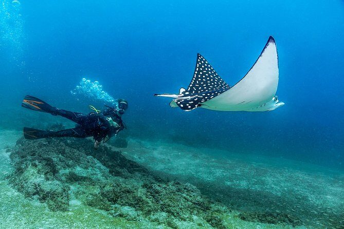 Scuba Diving with a 5-Star PADI Center in Puerto Vallarta - An In-Depth Look at the Puerto Vallarta Scuba Tour