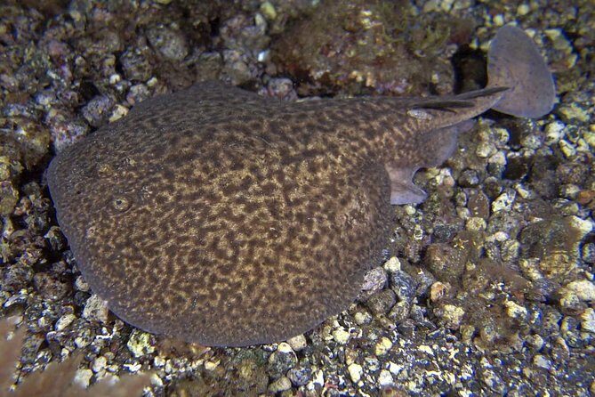 Scuba Night Dive on Tenerife - A Closer Look at the Tenerife Night Dive Experience