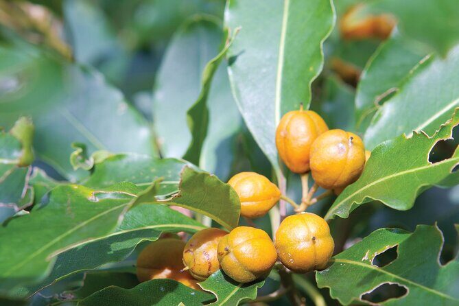 Sea Acres National Park: Sea Acres Aboriginal Coastal Tour - Starting Point: Sea Acres Rainforest Centre