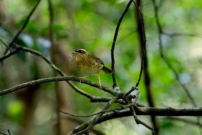 Sea Acres National Park: Sea Acres Aboriginal Coastal Tour - Exploring Bush Tucker and Medicinal Plants
