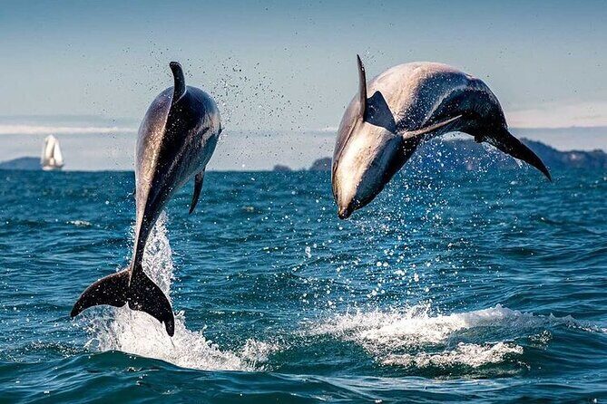 Sea Cave Adventures in Whitianga - Transportation, Timing, and Group Size