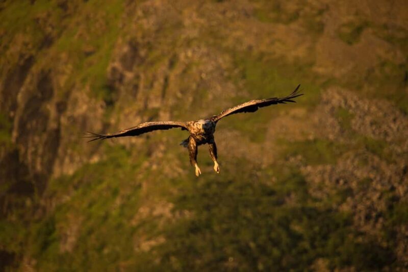 Sea Eagle/Nature Safari - The Experience: What to Expect