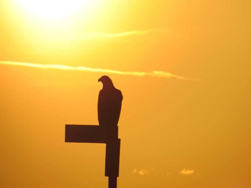 Sea Eagle/Nature Safari - Frequently Asked Questions