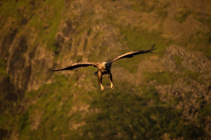 Sea Eagle/Nature Safari - Final Thoughts