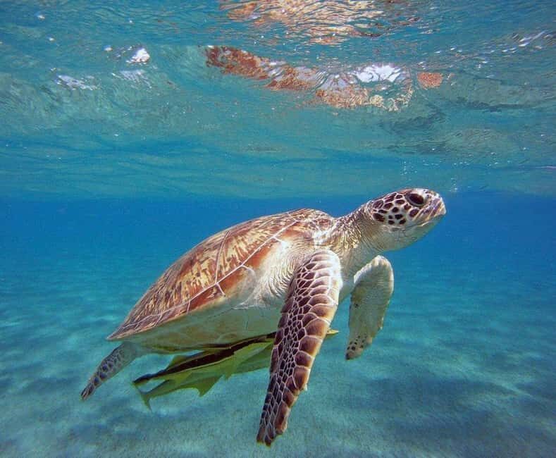 Sea Fishing Tour From Alanya & City Of Side - FAQs