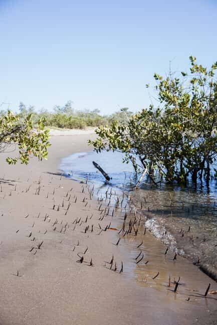 Sea Kayak Tour - Mangrove Safari - Introduction