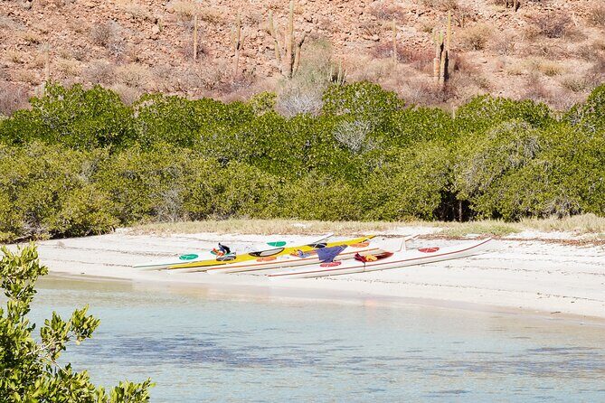 Sea Kayak Tour Marine Safari - Key Points
