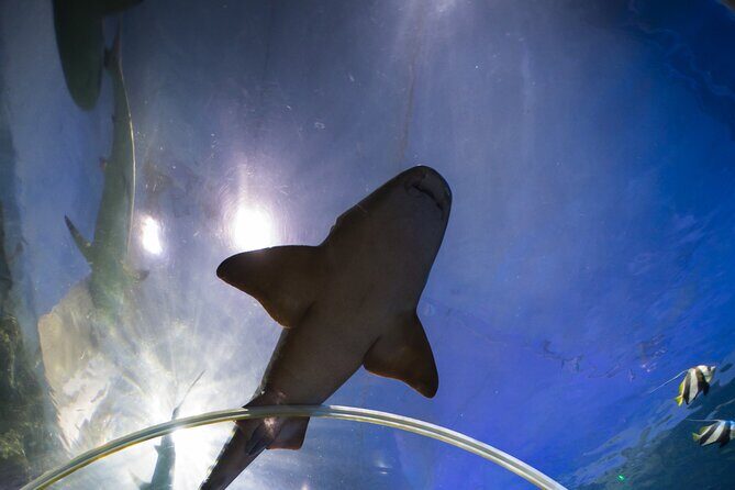 SEA LIFE Birmingham Admission Ticket - The Sum Up