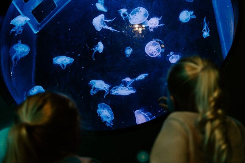Sea Life Brighton Admission Ticket - The Sum Up