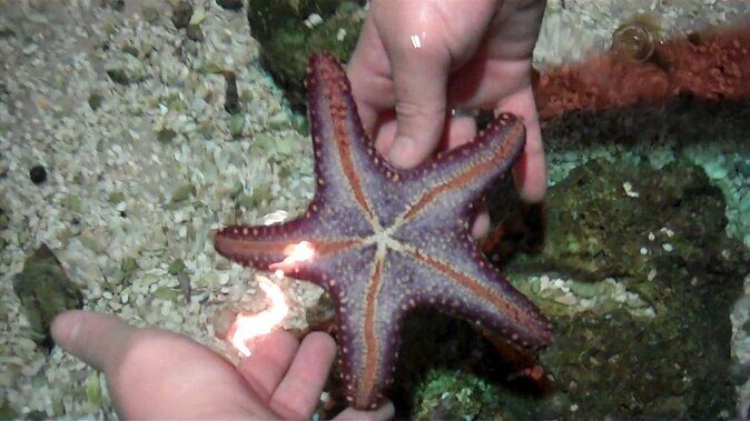 SEA LIFE Hannover Ticket - Introduction