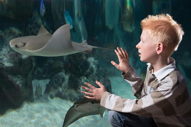 SEA LIFE Hannover Ticket - Who Should Consider This Experience?