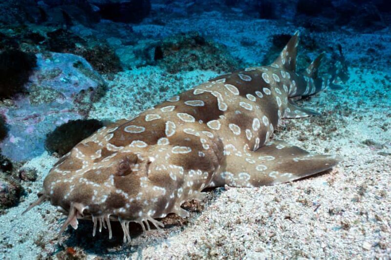 Sea Life Kelly Tarlton's Aquarium General Admission - Final Thoughts: Is It Worth Visiting?