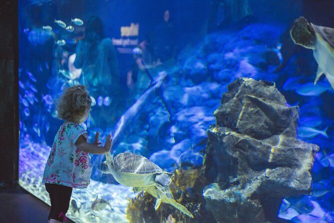 SEA LIFE Kelly Tarlton's General Admission - Frequently Asked Questions