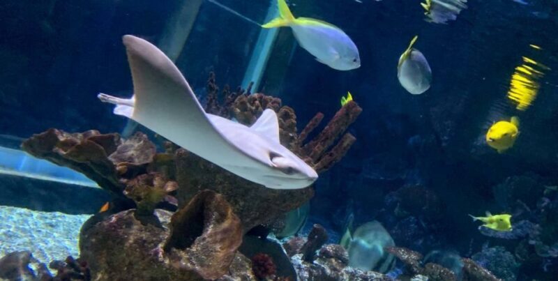 SEA LIFE Paris: Admission Ticket - Authentic Insights from Visitors