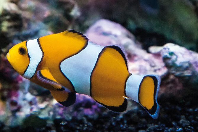 SEA LIFE Paris Val d'Europe Aquarium Entry Ticket - Frequently Asked Questions