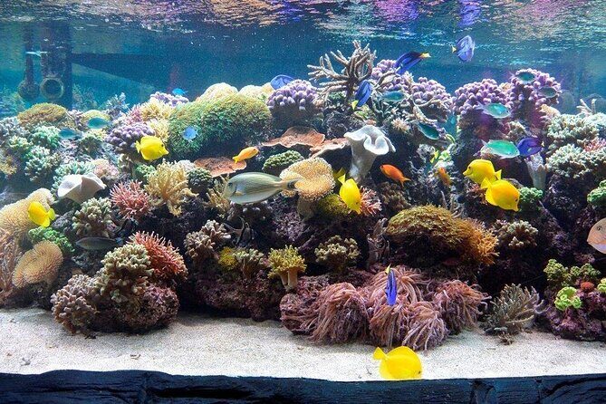 SEA LIFE Speyer Admission Ticket - What to Expect at SEA LIFE Speyer