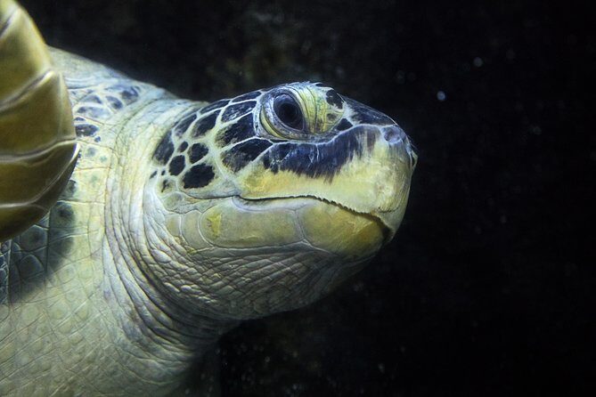 SEA LIFE Speyer Admission Ticket - FAQs