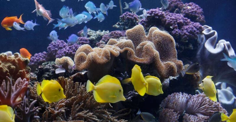 Sea Life Speyer Ticket - An In-Depth Look at Sea Life Speyer