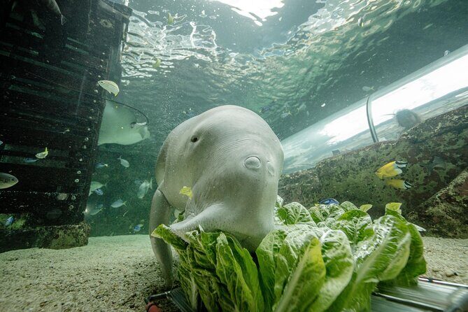 SEA LIFE Sydney Aquarium Entrance Ticket - A Genuine Look at the SEA LIFE Sydney Aquarium Entrance Ticket Experience