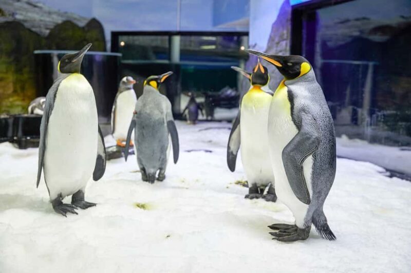 SEA LIFE Sydney Aquarium Entry Ticket - Transportation and Location