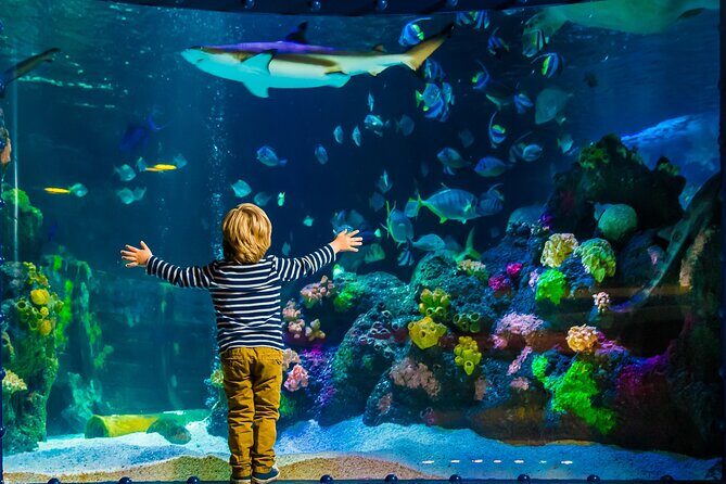 SEA LIFE Timmendorfer Strand Admission Ticket - What to Expect at SEA LIFE Timmendorfer Strand