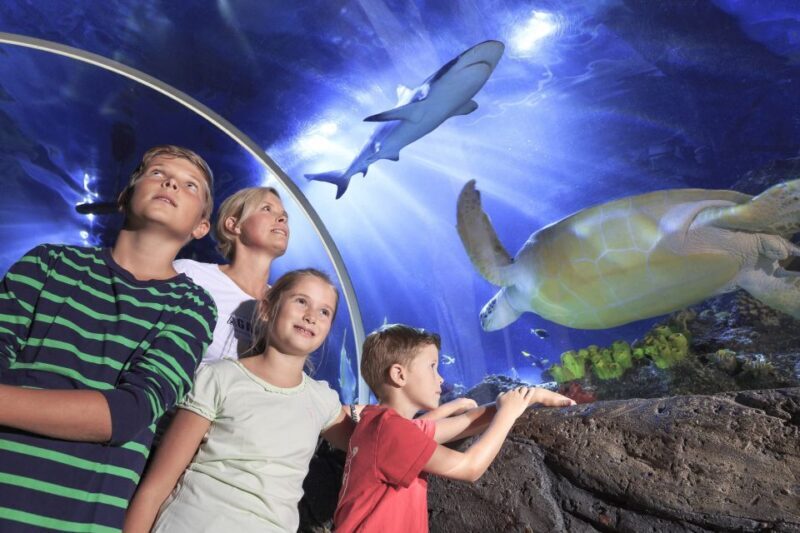SEA LIFE Timmendorfer Strand Ticket - An In-Depth Look at What You Can Expect at SEA LIFE Timmendorfer Strand