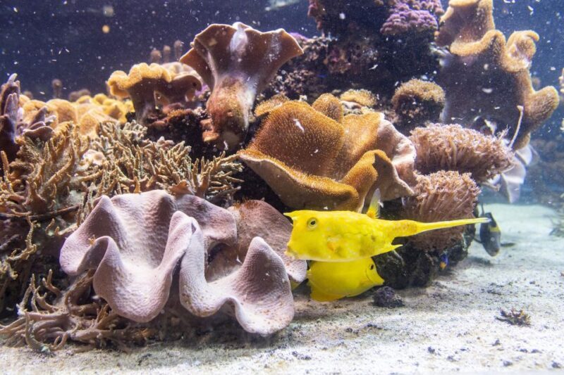 SEA LIFE Timmendorfer Strand Ticket - FAQ