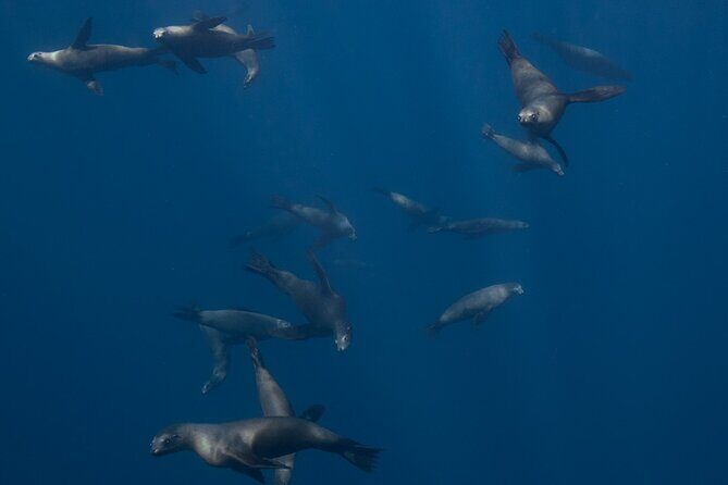 Sea Lion Snorkel Adventure at Espíritu Santo Island - Introduction: Why This Tour Stands Out