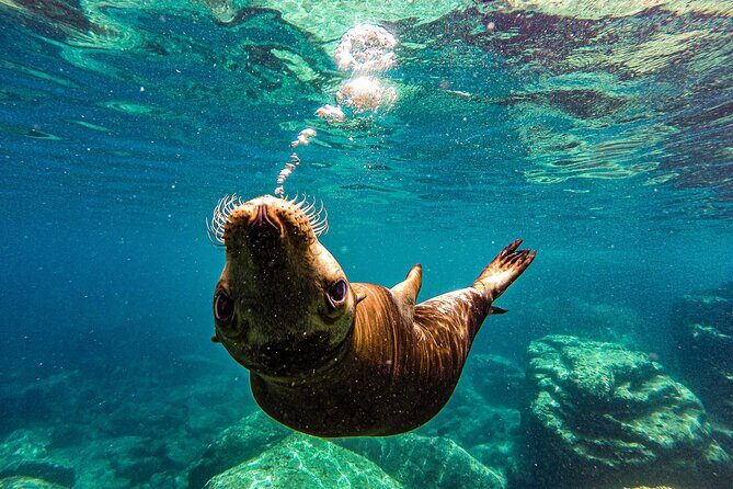 Sea Lion Snorkeling & Island Beach Picnic Espíritu Santo Tour - Key Points