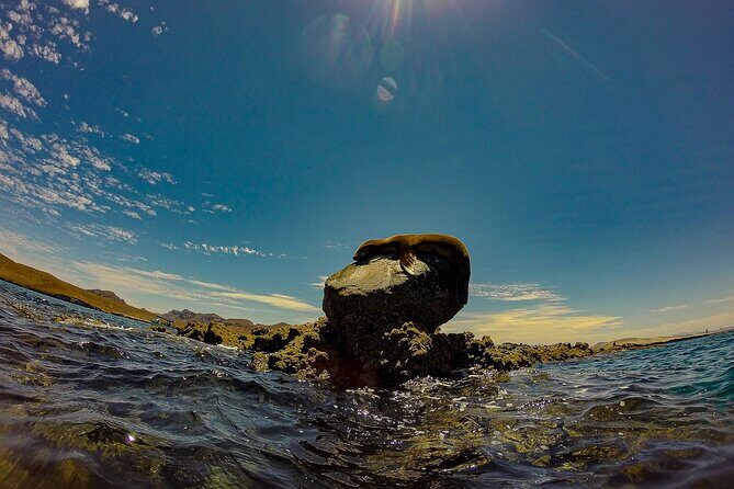 Sea Lion Snorkeling & Island Beach Picnic Espíritu Santo Tour - An In-Depth Look at the La Paz Sea Lion Snorkeling Tour